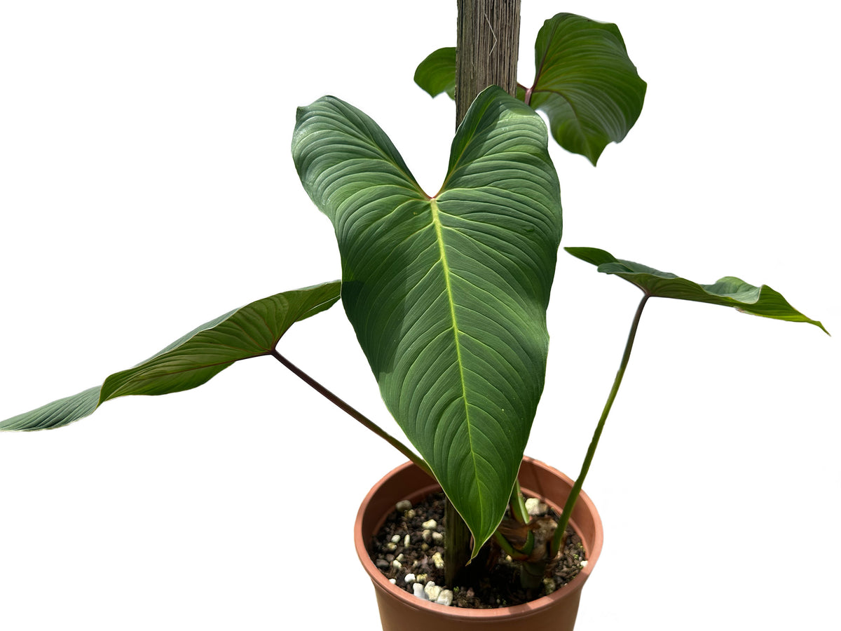 Philodendron magnum dark petiole — Ecuagenera Orquídeas del Ecuador