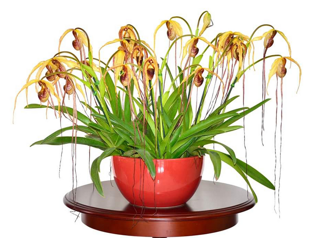 Orchid — Ecuagenera Orquídeas del Ecuador