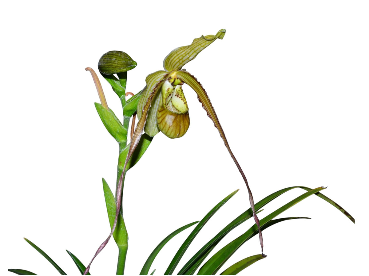 Phragmipedium Mini Grande — Ecuagenera Orquídeas del Ecuador