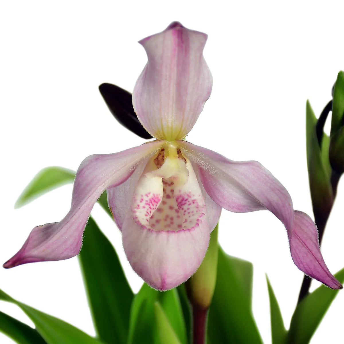 Phragmipedium Charlie Hanson — Ecuagenera Orquídeas del Ecuador