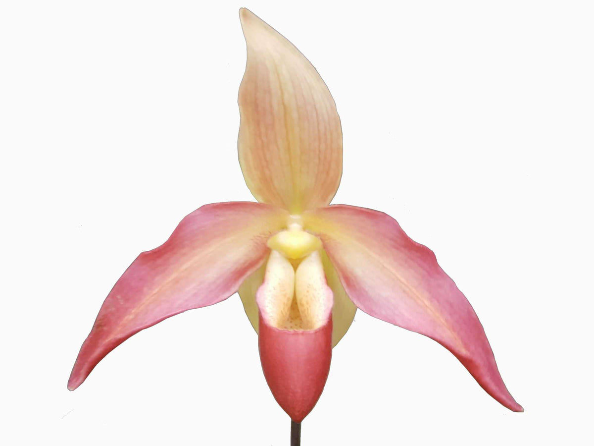 Phragmipedium Franz Glanz — Ecuagenera Orquídeas del Ecuador