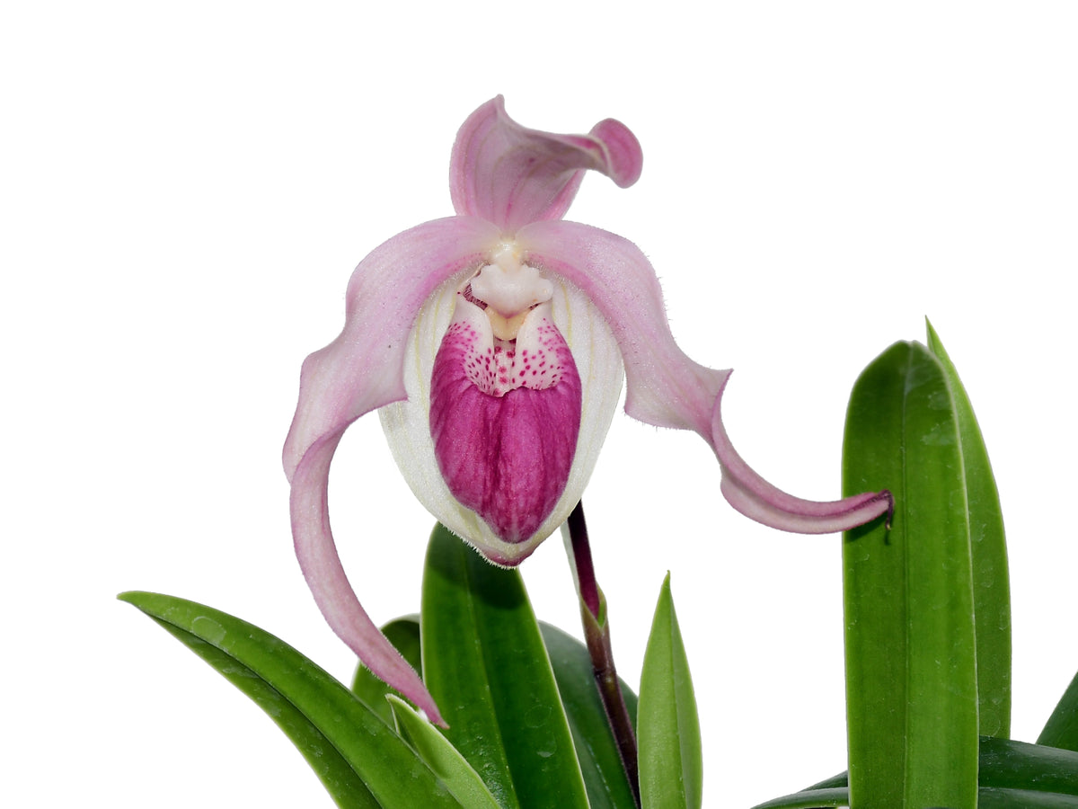 Phragmipedium Gerardo Guachisaca — Ecuagenera Orquídeas del Ecuador