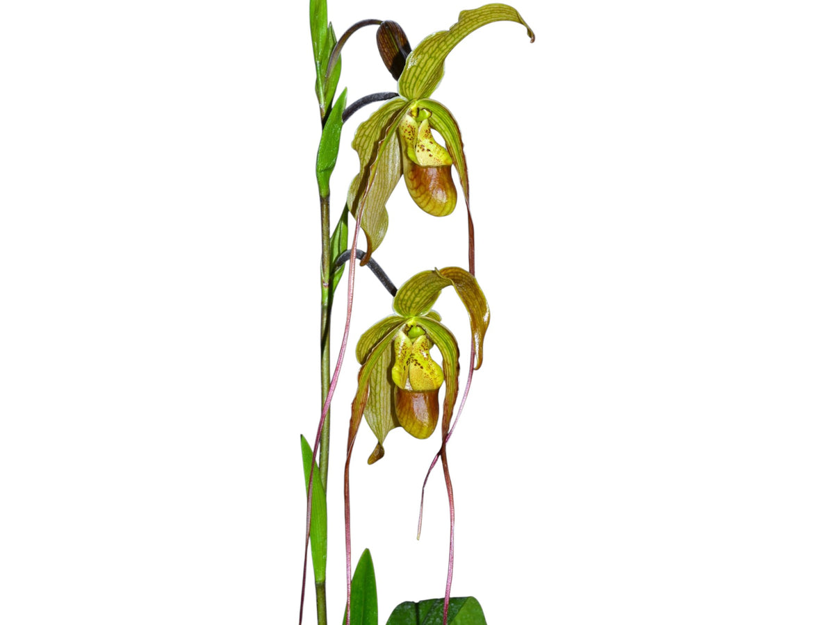 Phragmipedium Grande — Ecuagenera Orquídeas del Ecuador