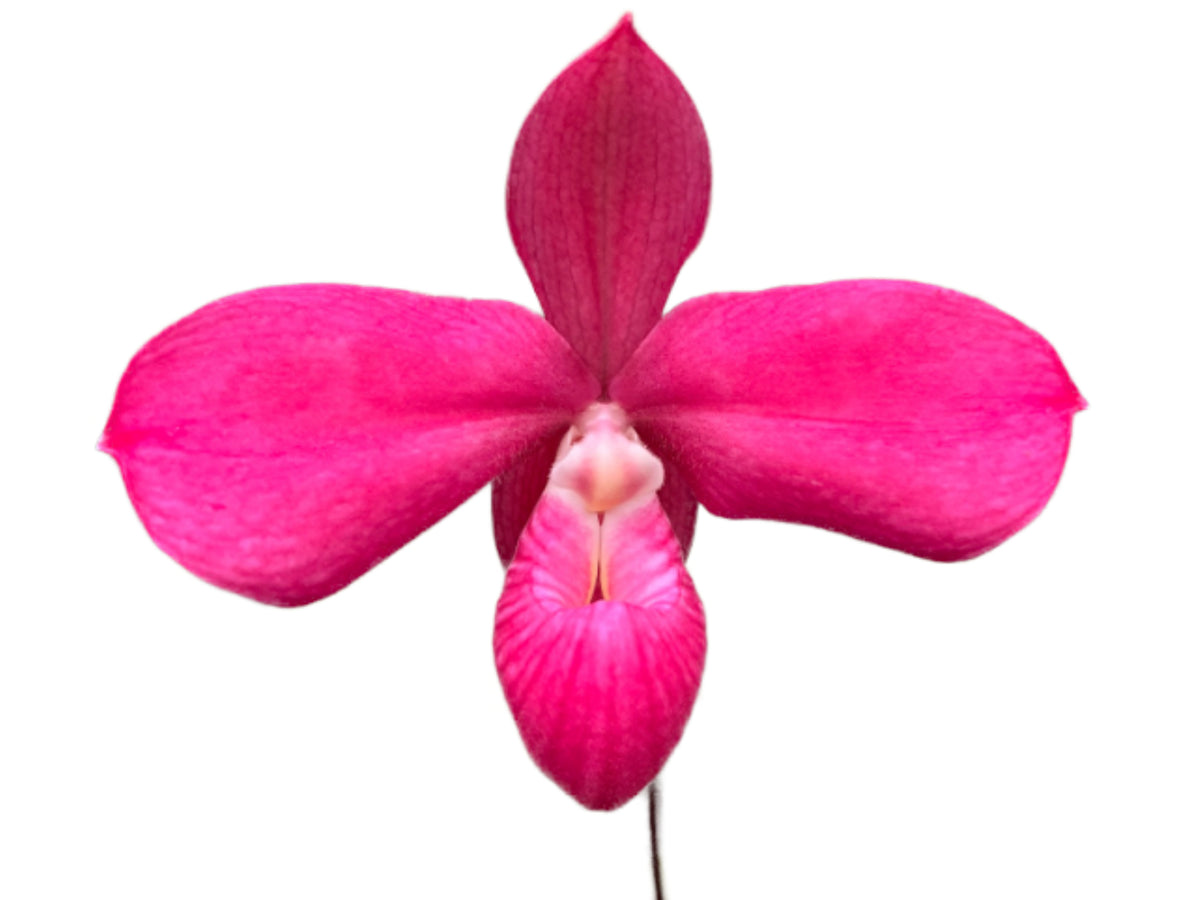 Phragmipedium Haley Decker — Ecuagenera Orquídeas del Ecuador