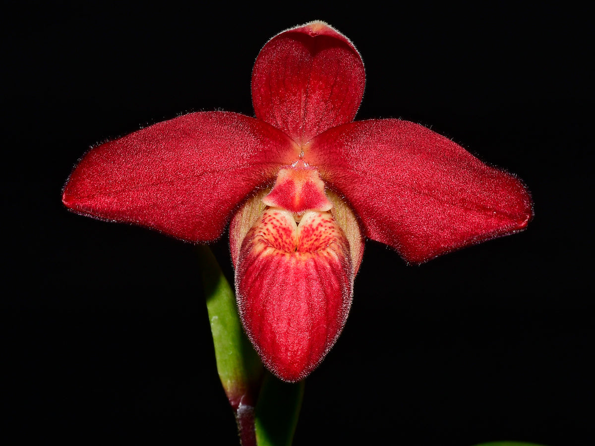 Phragmipedium Jason Fischer — Ecuagenera Orquídeas del Ecuador