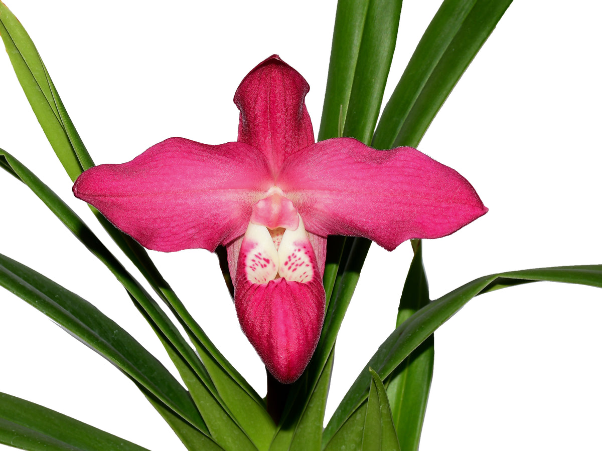 Phragmipedium Super Besseae — Ecuagenera Orquídeas del Ecuador