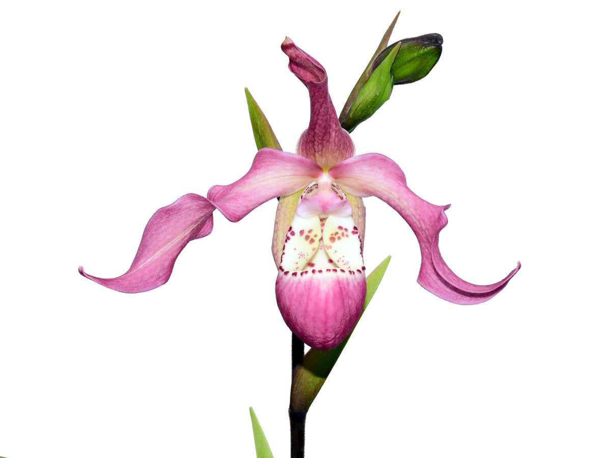 Phragmipedium Wayne Riggs — Ecuagenera Orquídeas del Ecuador