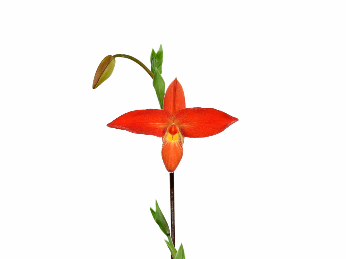 Phragmipedium besseae 'Multiflower' x 'Gualaceo' 002909 — Ecuagenera ...