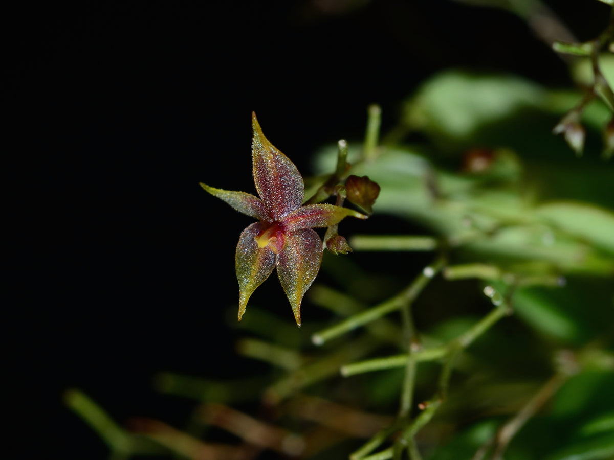 Platystele adelphe — Ecuagenera Orquídeas del Ecuador
