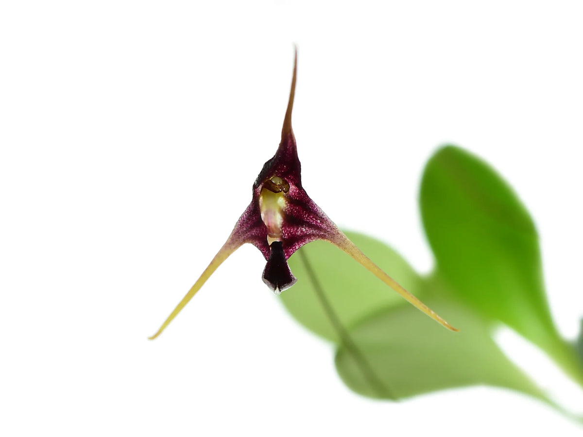 Porroglossum schramii Ecua x Jost — Ecuagenera Orquídeas del Ecuador