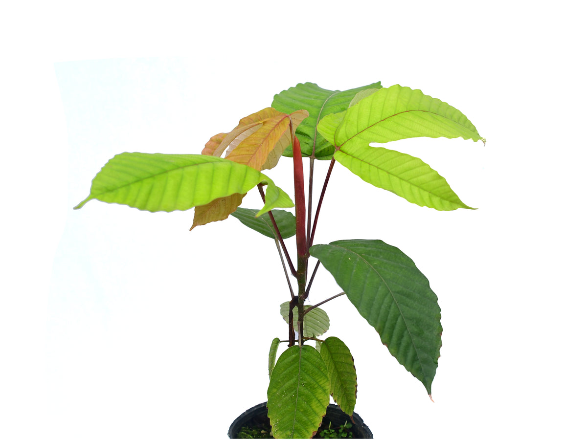 Pourouma cecropiifolia — Ecuagenera Orquídeas del Ecuador