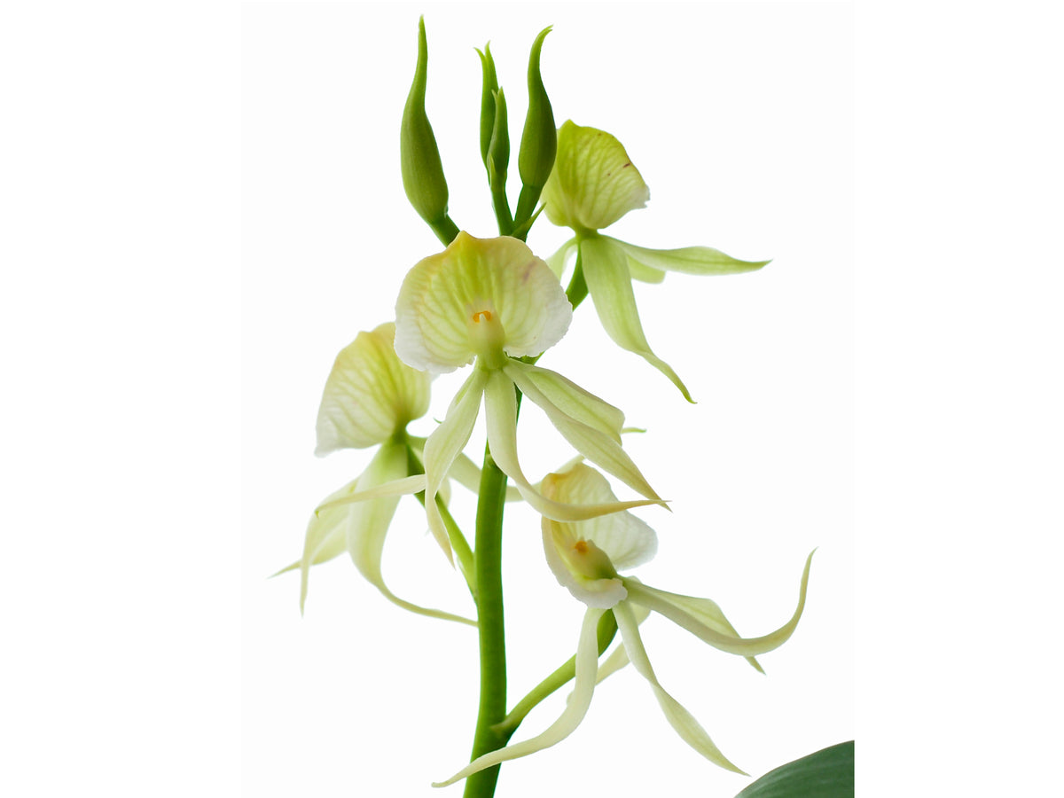 Prosthechea cochleata var. alba — Ecuagenera Orquídeas del Ecuador