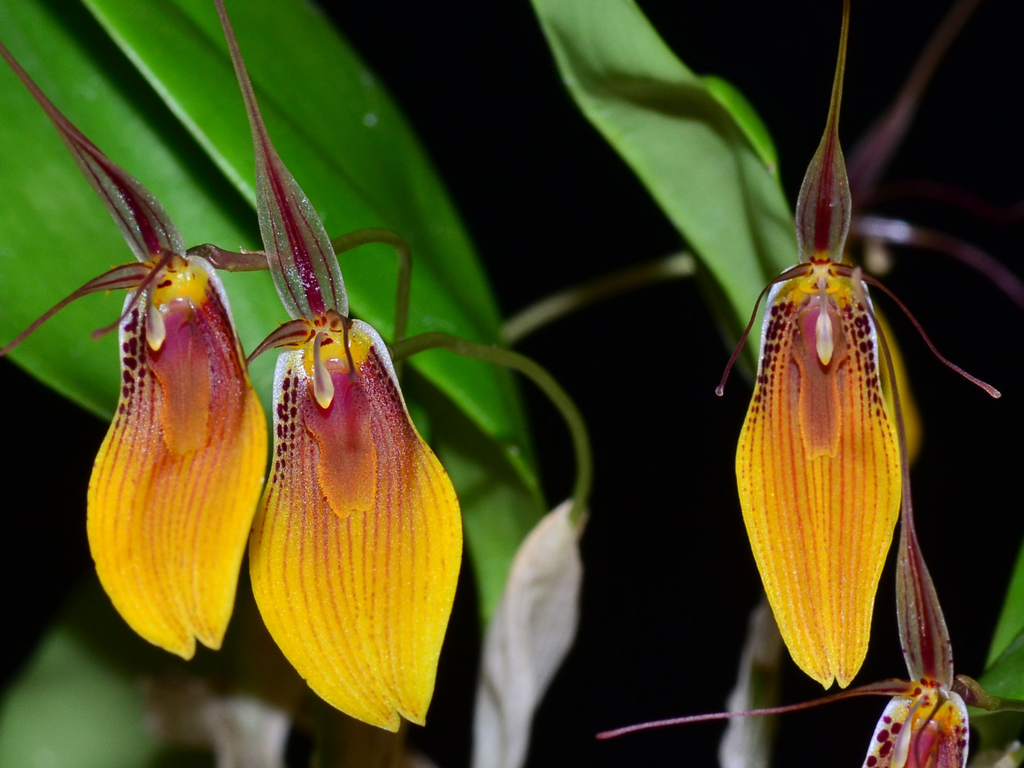 Restrepia — Ecuagenera Orquídeas del Ecuador