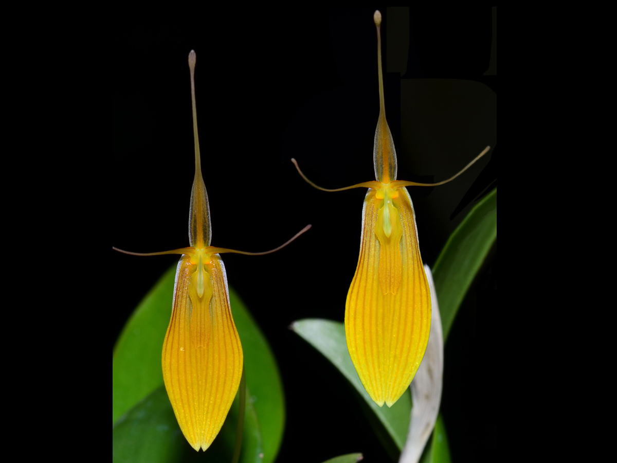 Restrepia brachypus yellow #1 — Ecuagenera Orquídeas del Ecuador