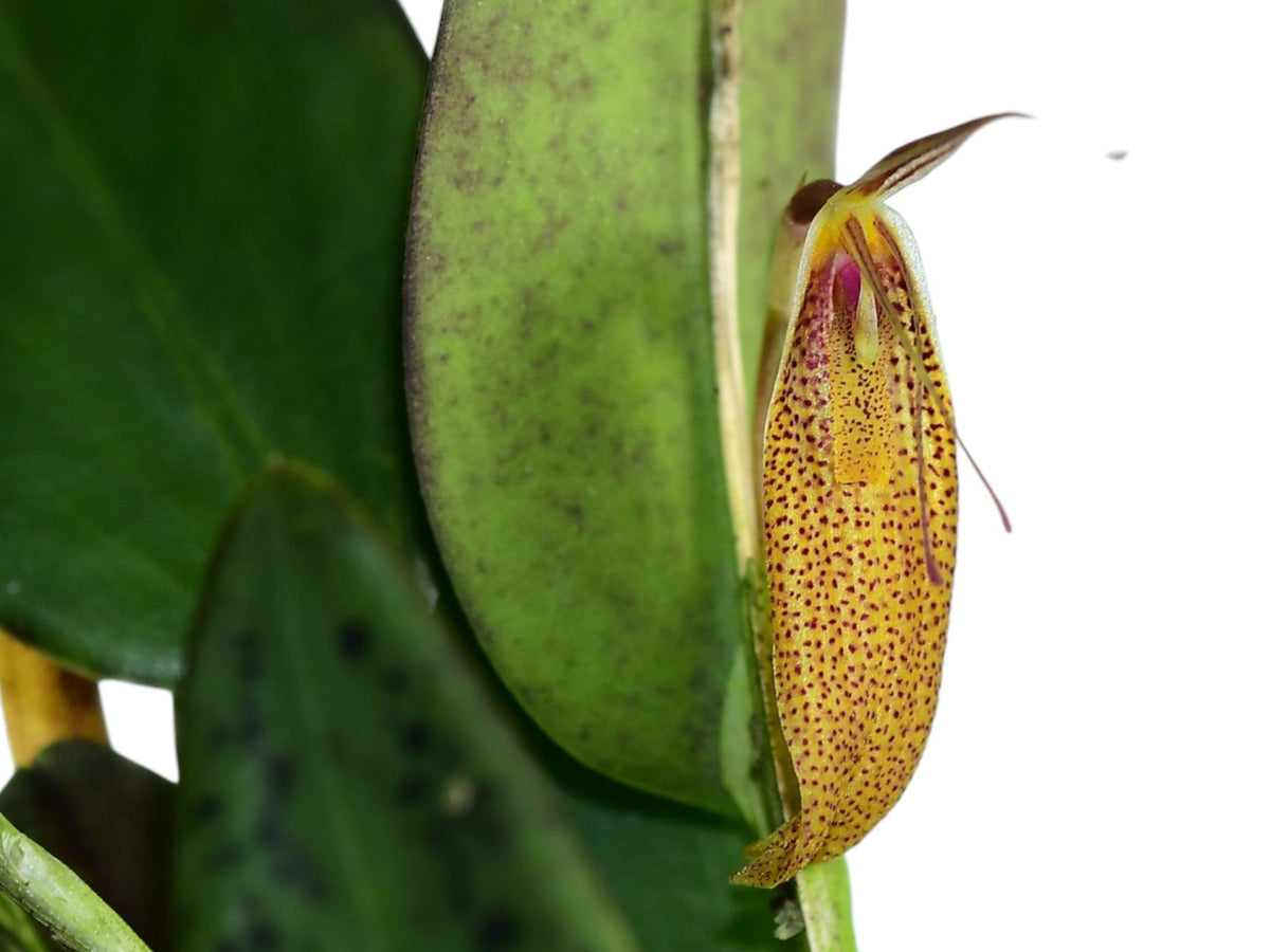 Restrepia chameleon 002450 — Ecuagenera Orquídeas del Ecuador