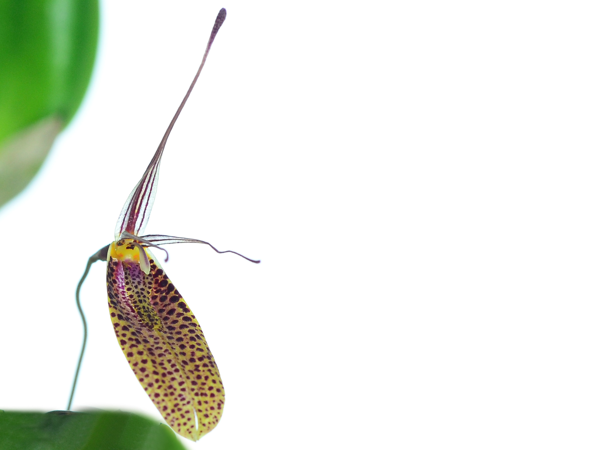Restrepia citrina — Ecuagenera Orquídeas del Ecuador