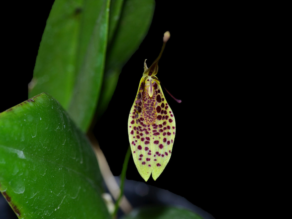 Restrepia citrina #1 — Ecuagenera Orquídeas del Ecuador