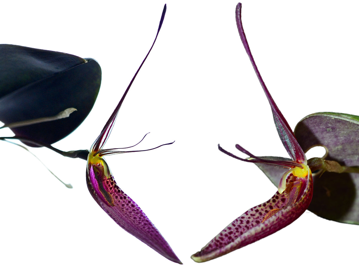 Restrepia condorensis — Ecuagenera Orquídeas del Ecuador