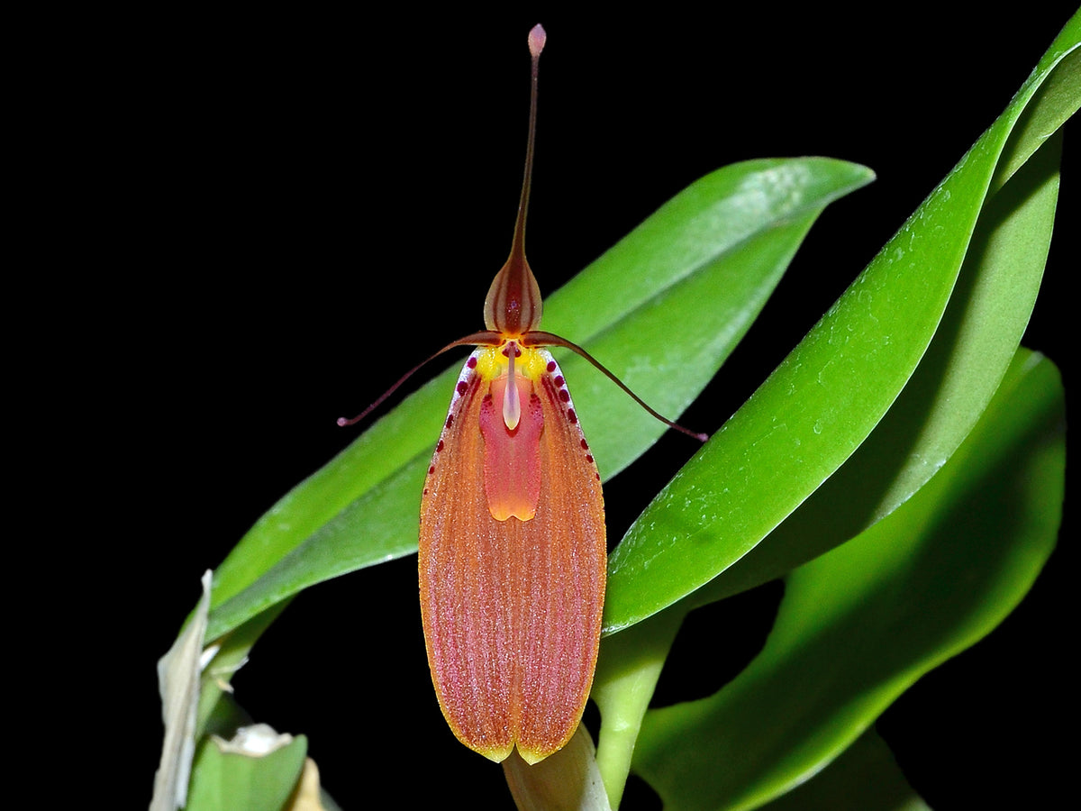 Restrepia cuprea 1 — Ecuagenera Orquídeas del Ecuador