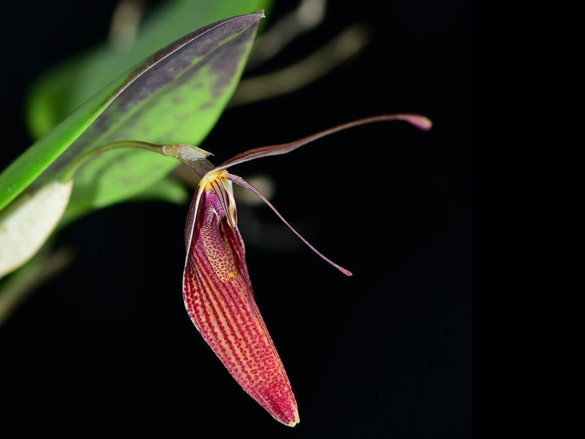 Restrepia elegans 'Camila' — Ecuagenera Orquídeas del Ecuador