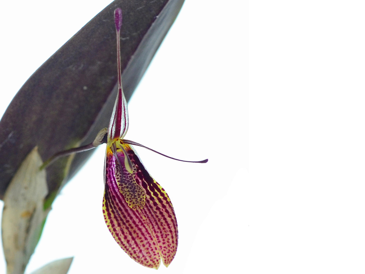 Restrepia elegans red — Ecuagenera Orquídeas del Ecuador
