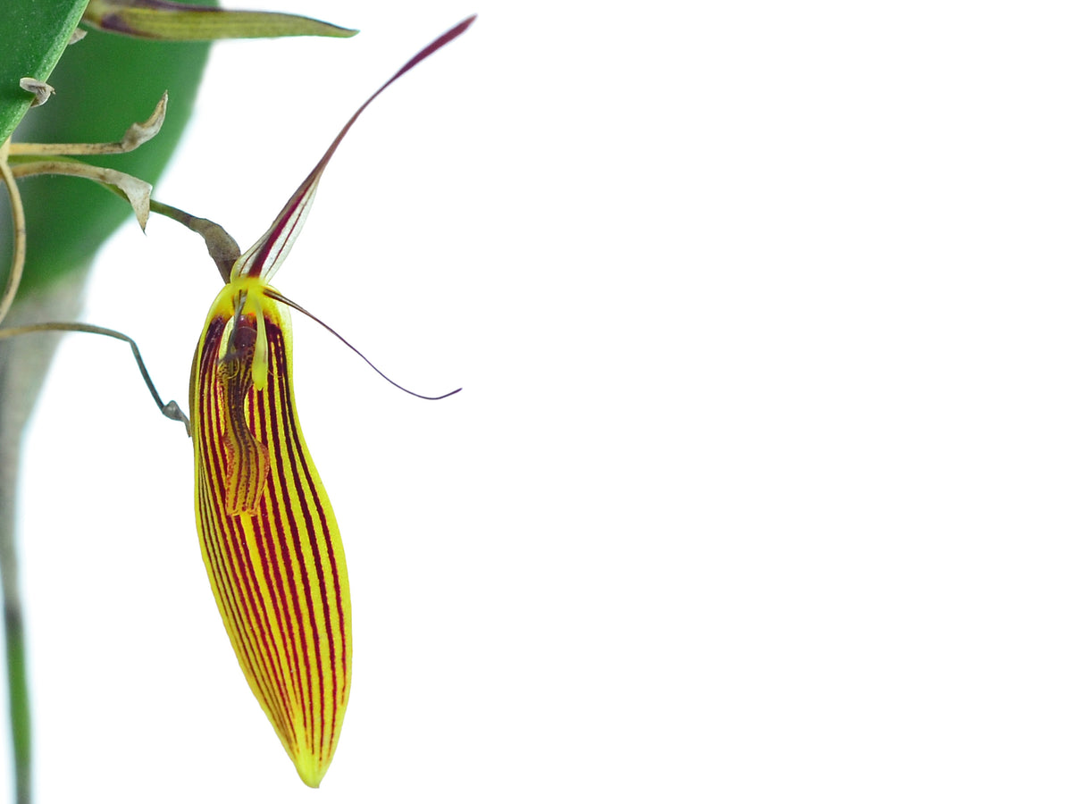 Restrepia falkenbergii — Ecuagenera Orquídeas del Ecuador