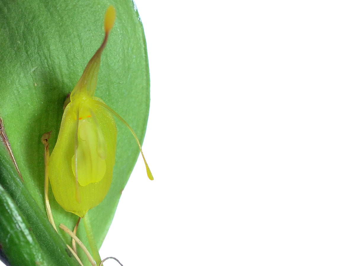 Restrepia flosculata — Ecuagenera Orquídeas del Ecuador