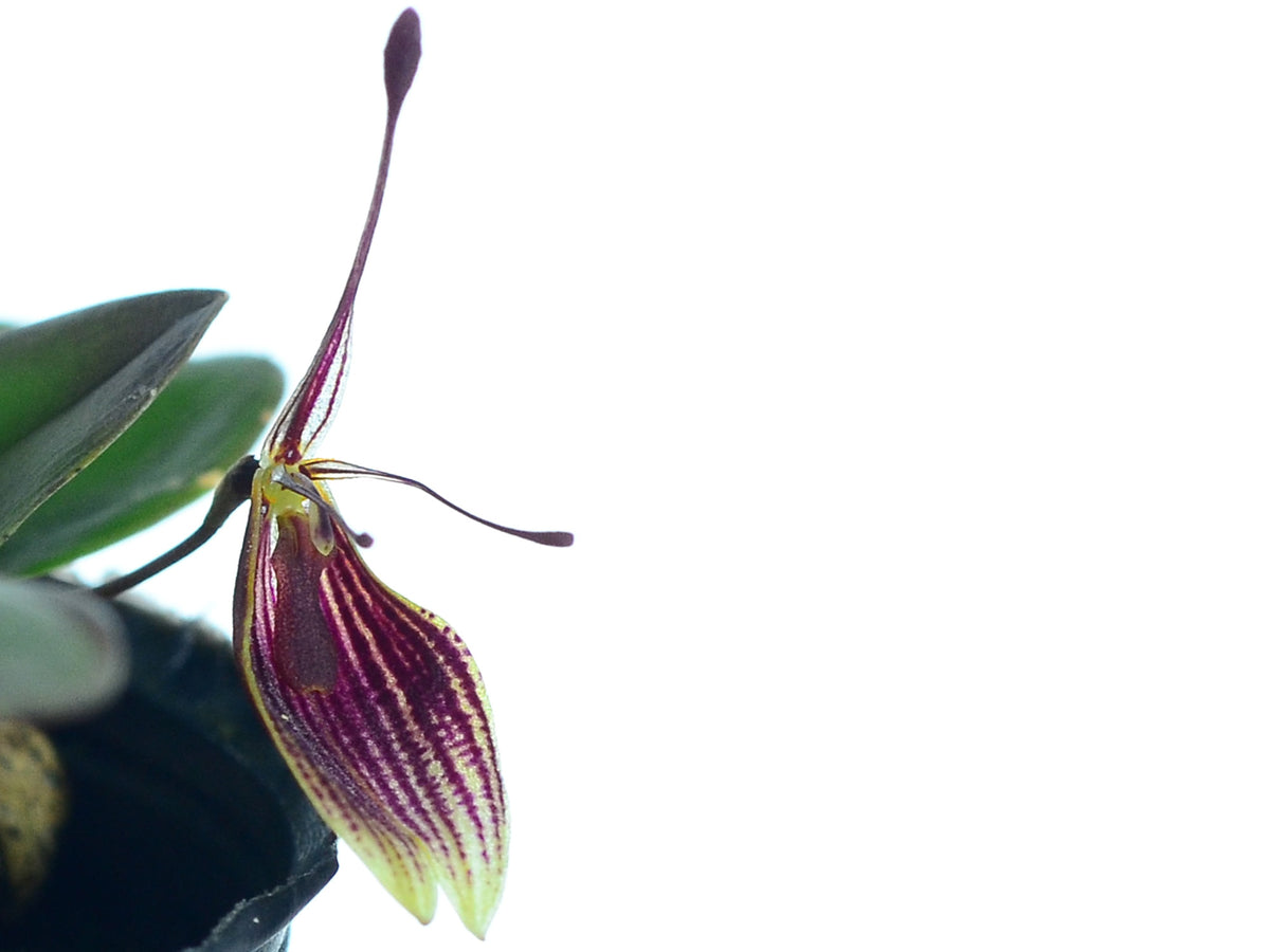 Restrepia iris — Ecuagenera Orquídeas del Ecuador