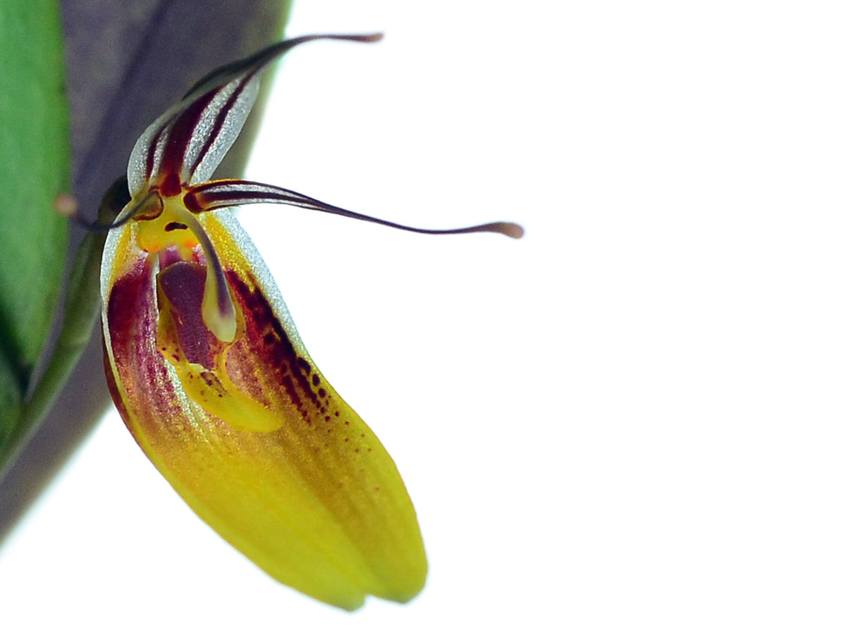 Restrepia mohrii — Ecuagenera Orquídeas del Ecuador