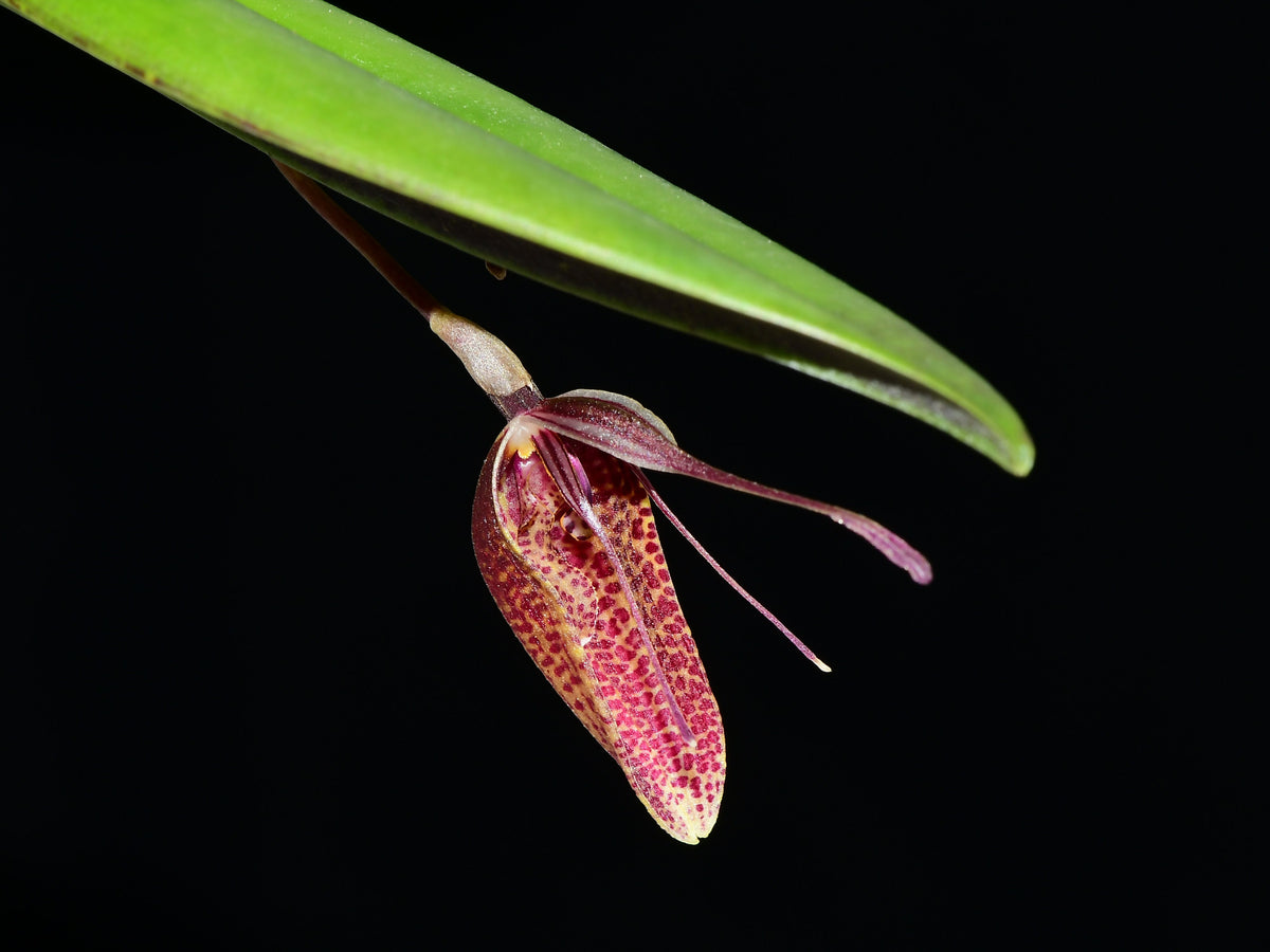 Restrepia pelyx #1 — Ecuagenera Orquídeas del Ecuador