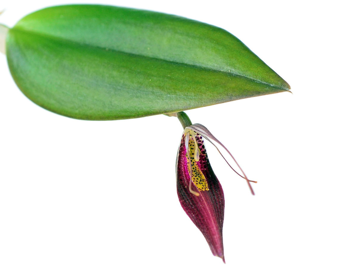 Restrepia purpurea — Ecuagenera Orquídeas del Ecuador