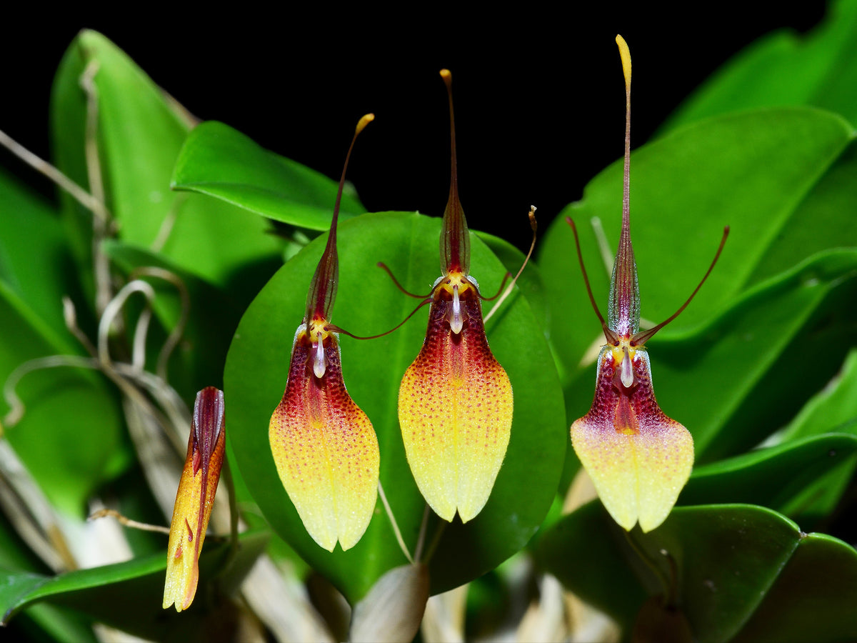 Restrepia trichoglossa xanthina — Ecuagenera Orquídeas del Ecuador