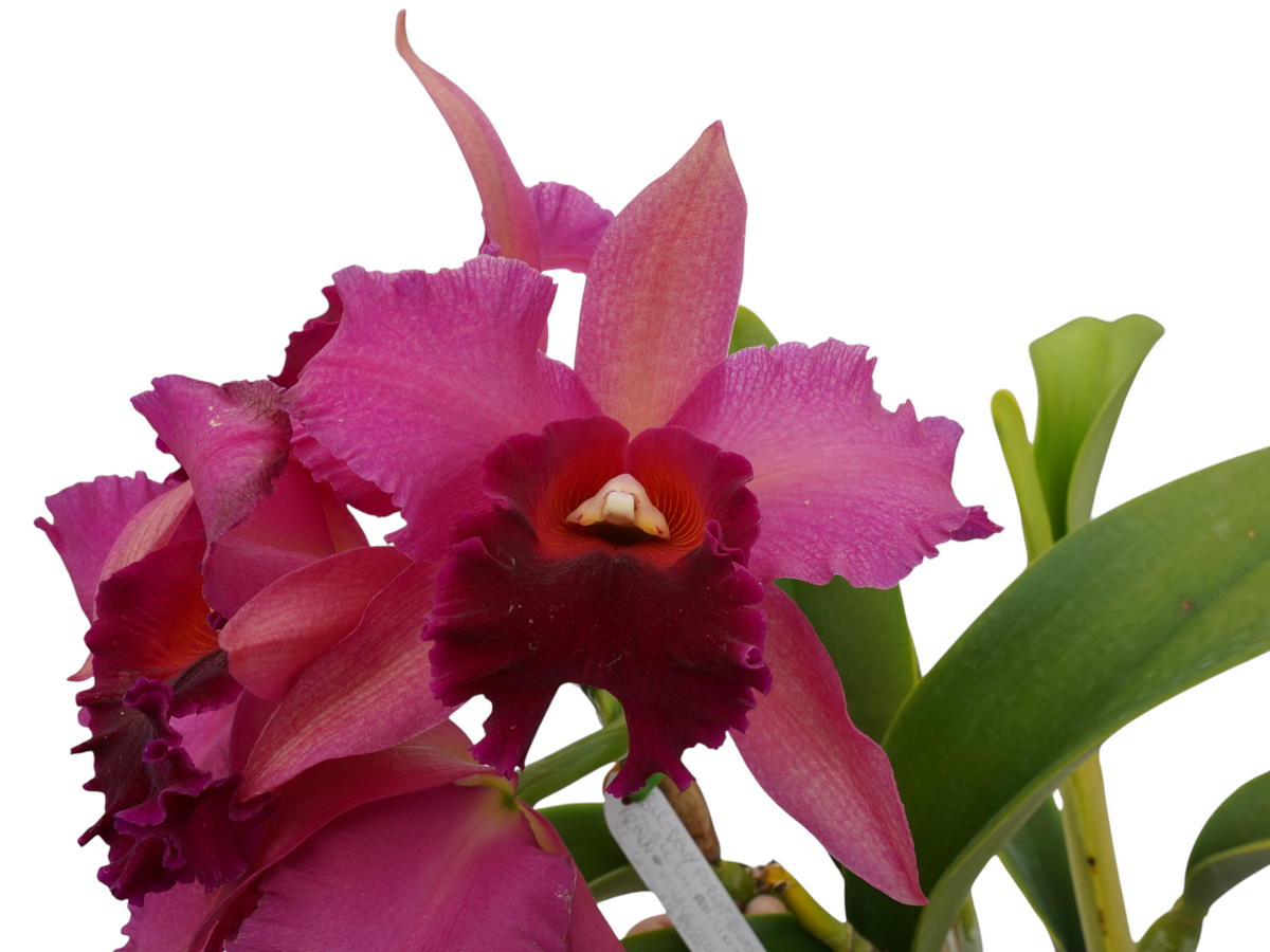 Rhyncholaeliocattleya Alex Lojano — Ecuagenera Orquídeas del Ecuador