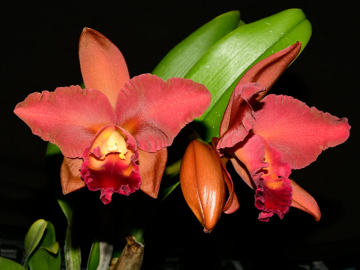 Rhyncholaeliocattleya Village Chief Chanel x Cattleya Chocolate Drop K ...