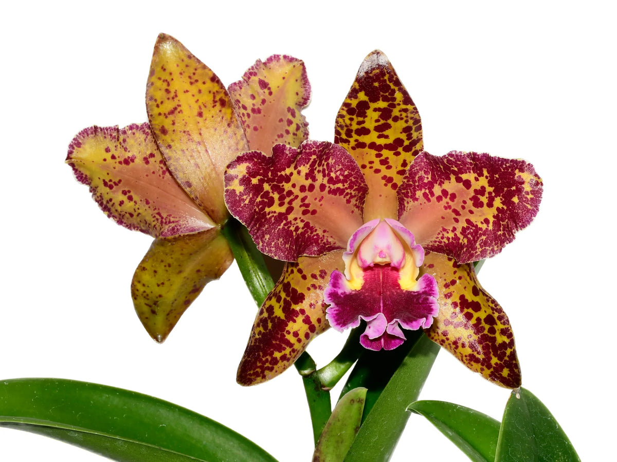 Rhyncholaeliocattleya Waianae Leopard Ching Hua M127 — Ecuagenera ...