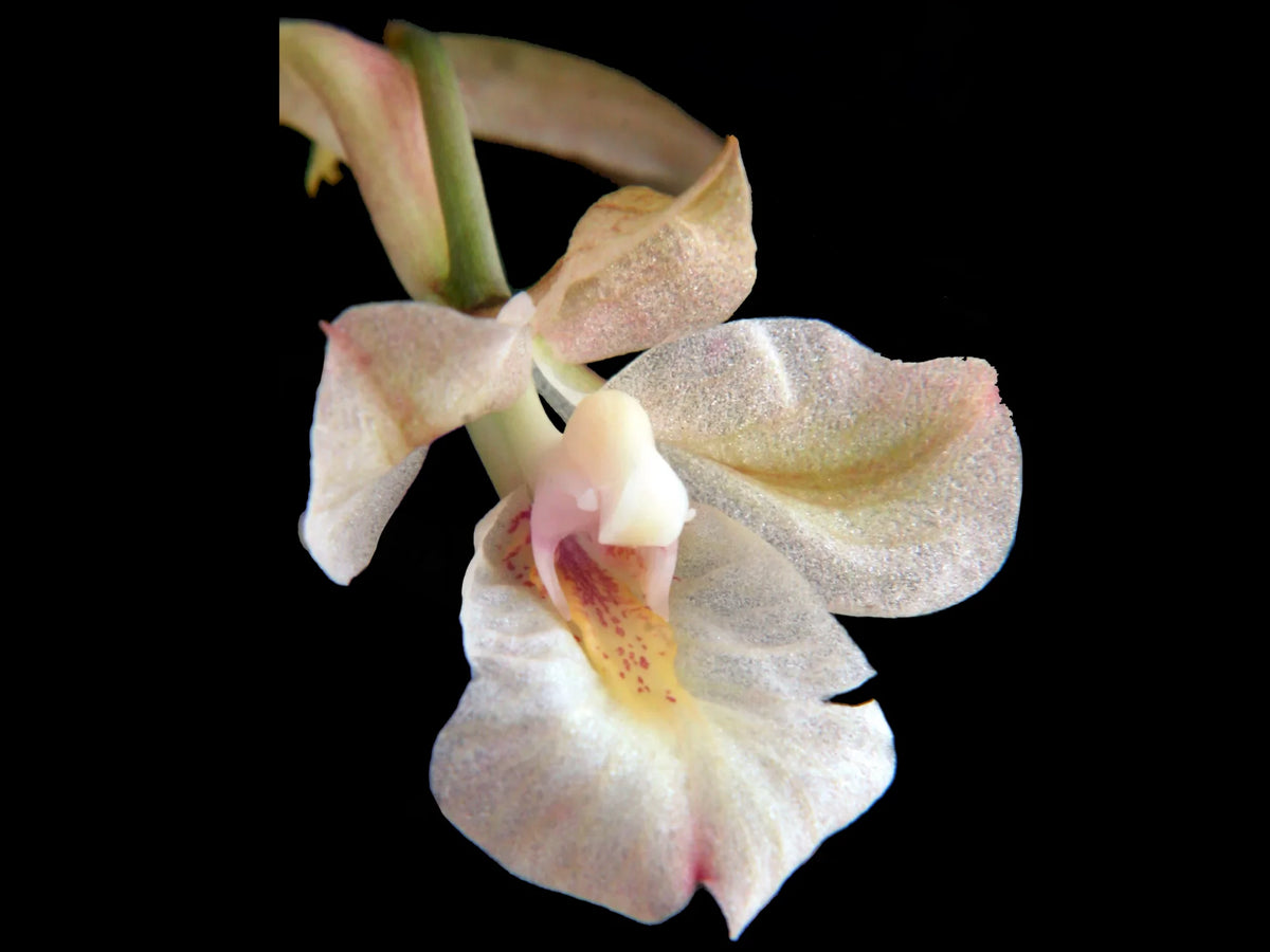 Rodriguezia refracta — Ecuagenera Orquídeas del Ecuador