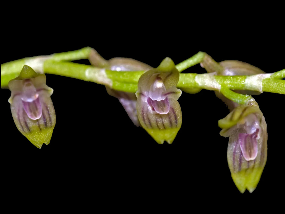 Specklinia gracillima — Ecuagenera Orquídeas del Ecuador