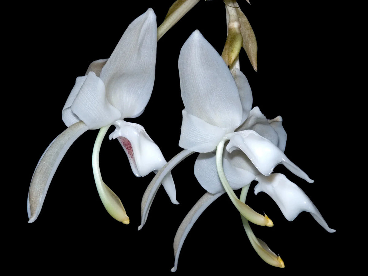Stanhopea candida — Ecuagenera Orquídeas del Ecuador