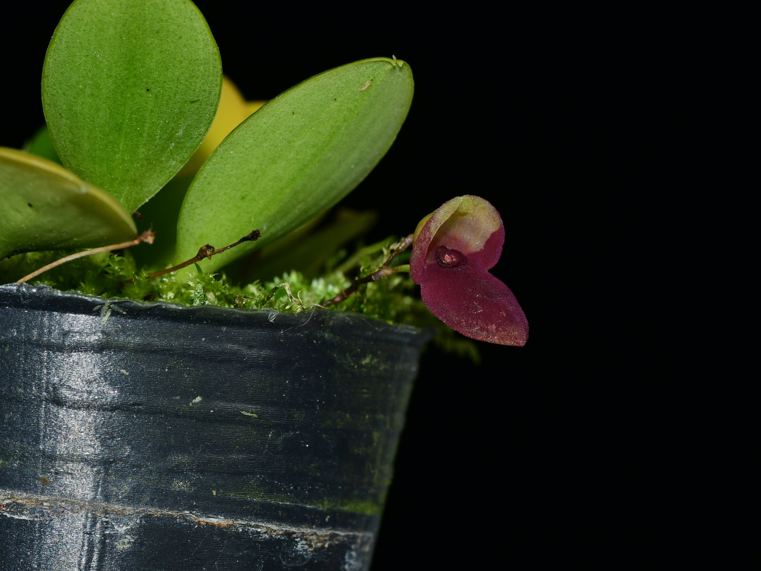 New plants — Ecuagenera Orquídeas del Ecuador