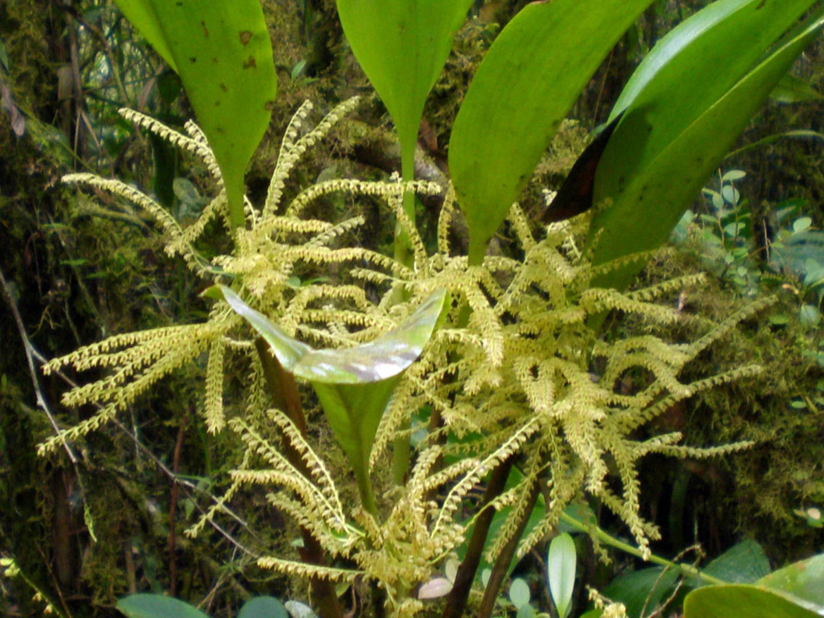 Stelis gelida — Ecuagenera Orquídeas del Ecuador