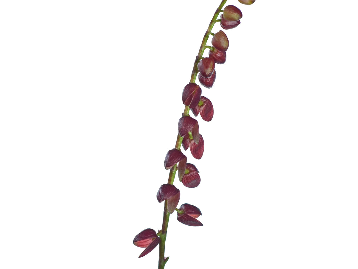 Stelis lapoi — Ecuagenera Orquídeas del Ecuador