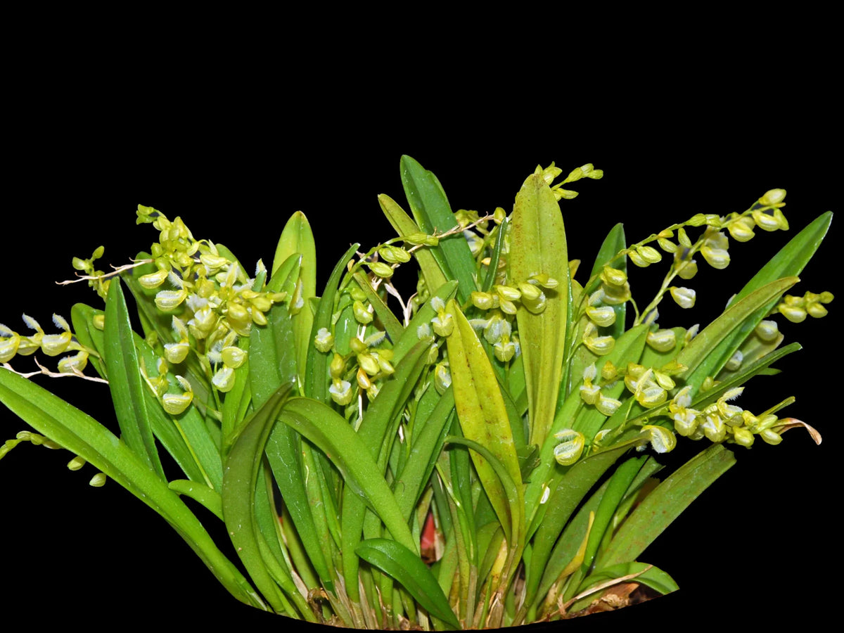 Stelis pilosa — Ecuagenera Orquídeas del Ecuador