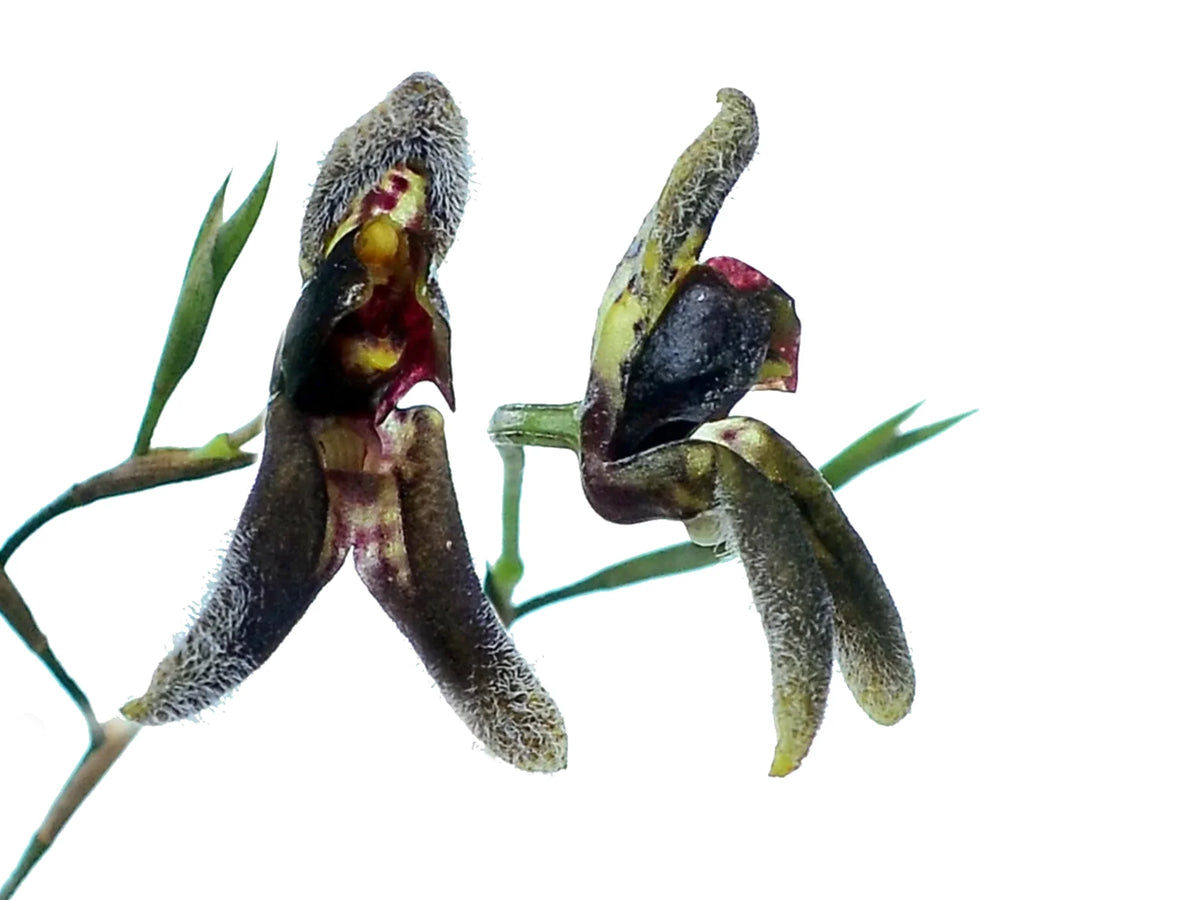 Stelis rodrigoi — Ecuagenera Orquídeas del Ecuador