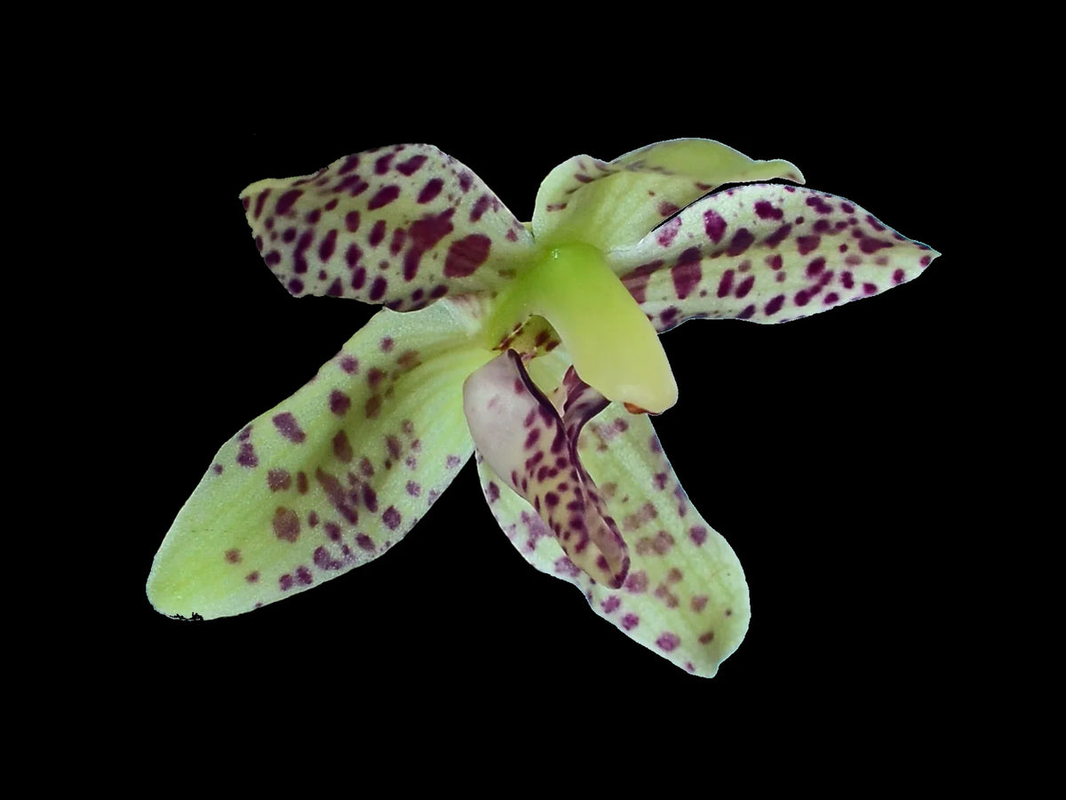 Stenia guttata — Ecuagenera Orquídeas del Ecuador