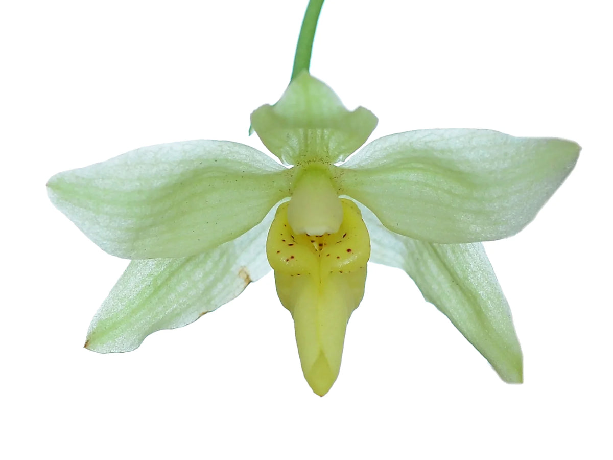 Stenia pallida — Ecuagenera Orquídeas del Ecuador