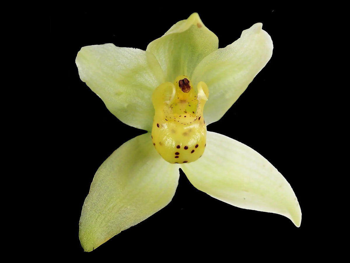 Stenia saccata — Ecuagenera Orquídeas del Ecuador