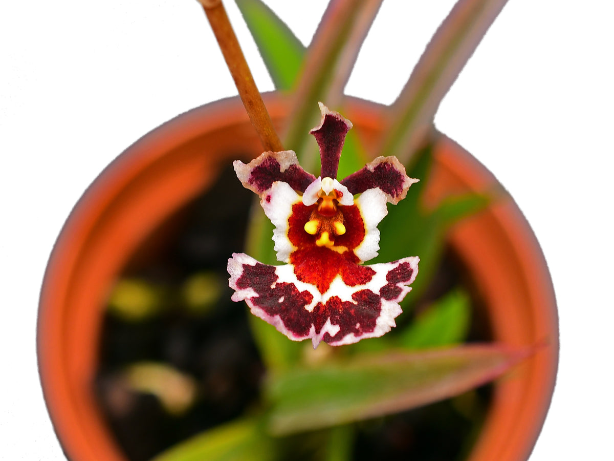 Tolumnia Golden Sunset 'Brownie' — Ecuagenera Orquídeas del Ecuador