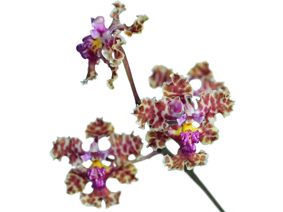 Trichocentrum carthagenense — Ecuagenera Orquídeas del Ecuador