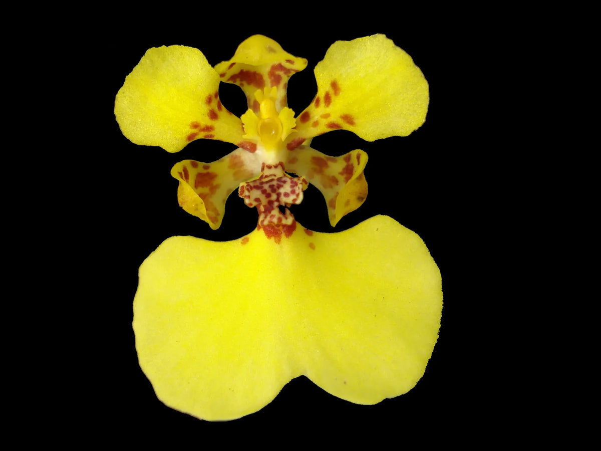 Trichocentrum cebolleta — Ecuagenera Orquídeas del Ecuador