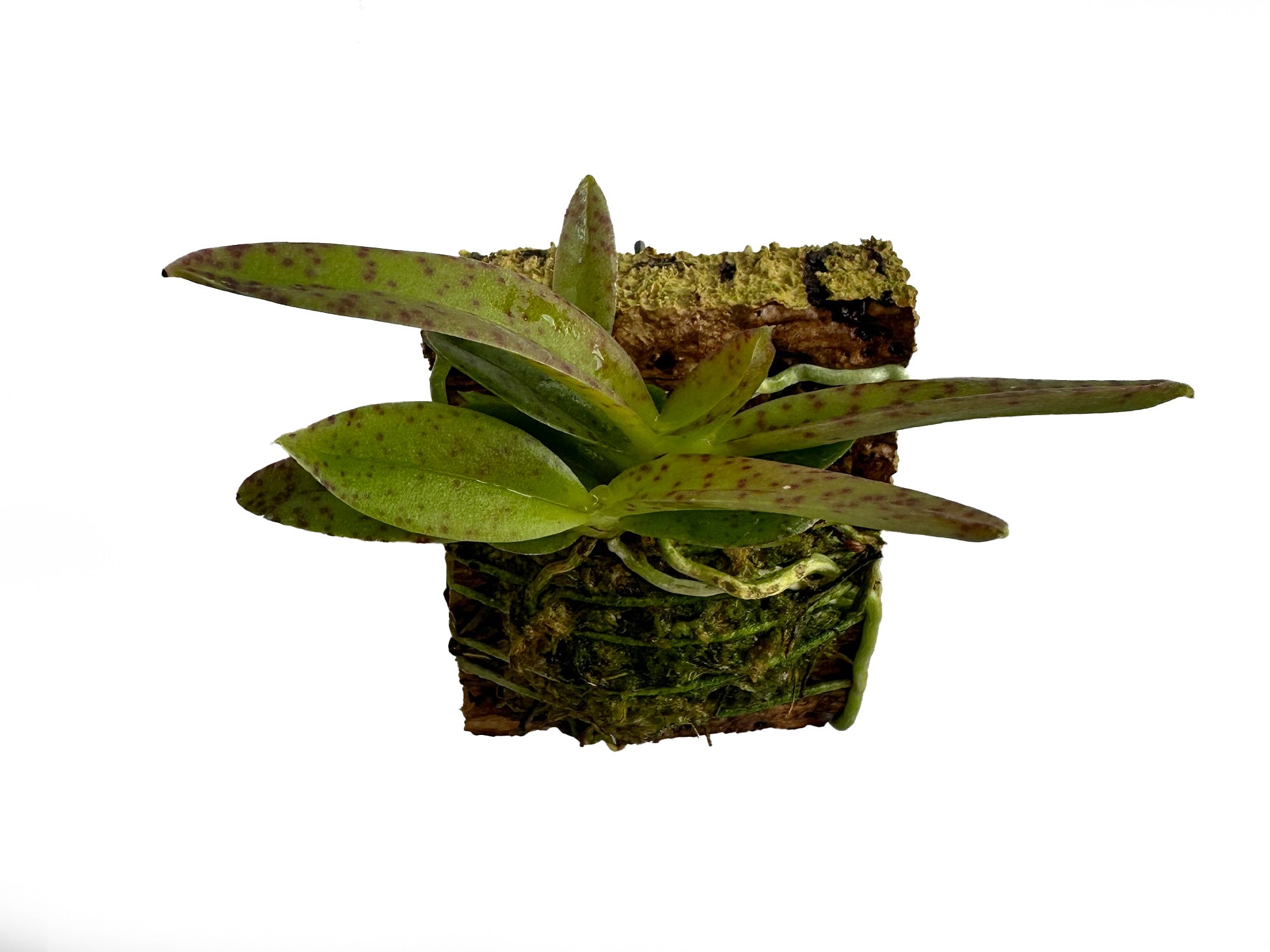Trichocentrum pulchrum 'Ecuagenera' AOS/CCE 90 — Ecuagenera Orquídeas ...